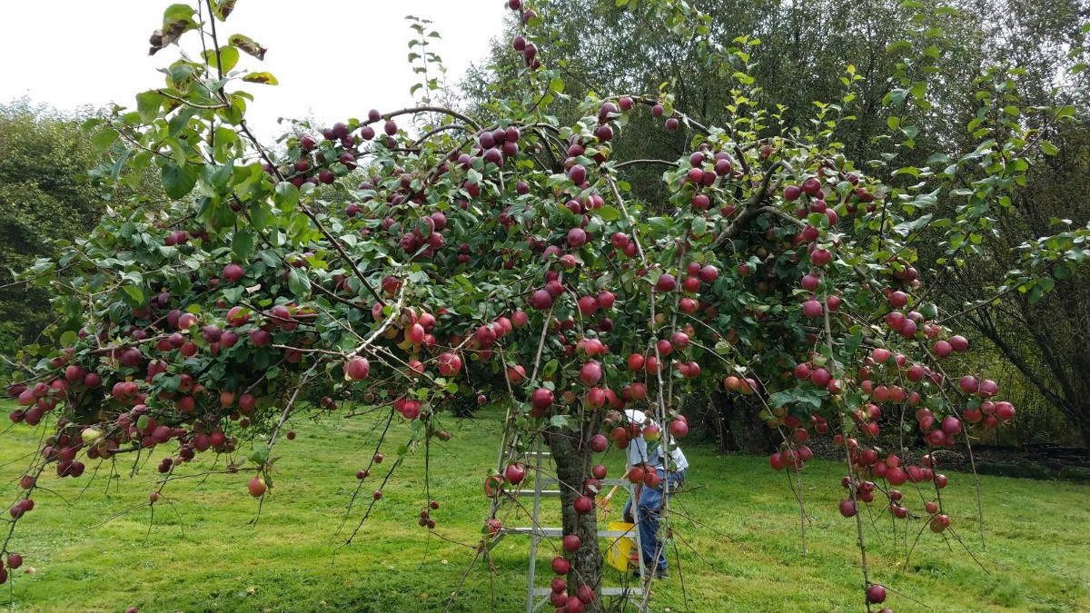 Amazon, boo. Apples and friends, yay. – Living Freedom